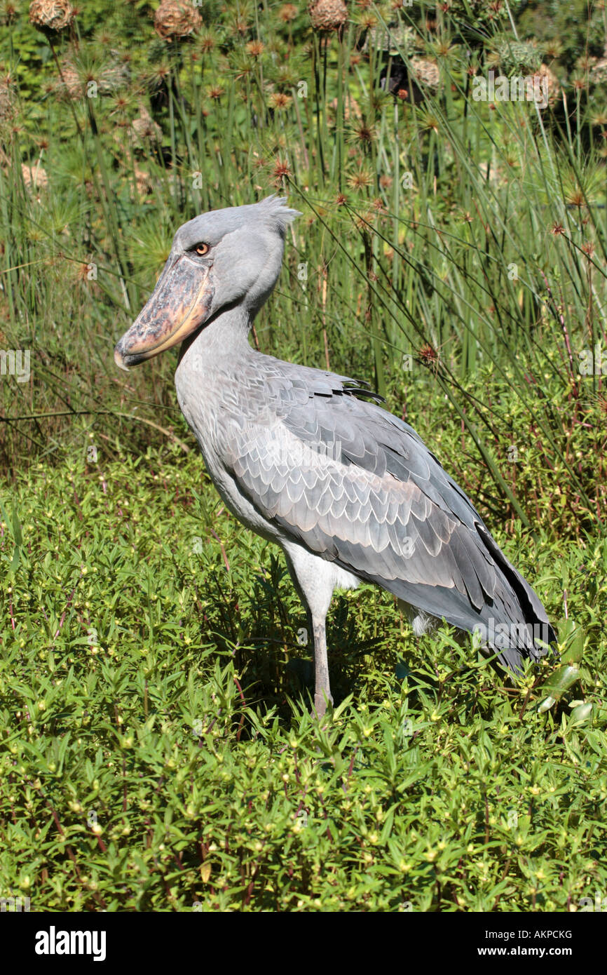 Shoebill, Balaeniceps rex Stock Photo - Alamy