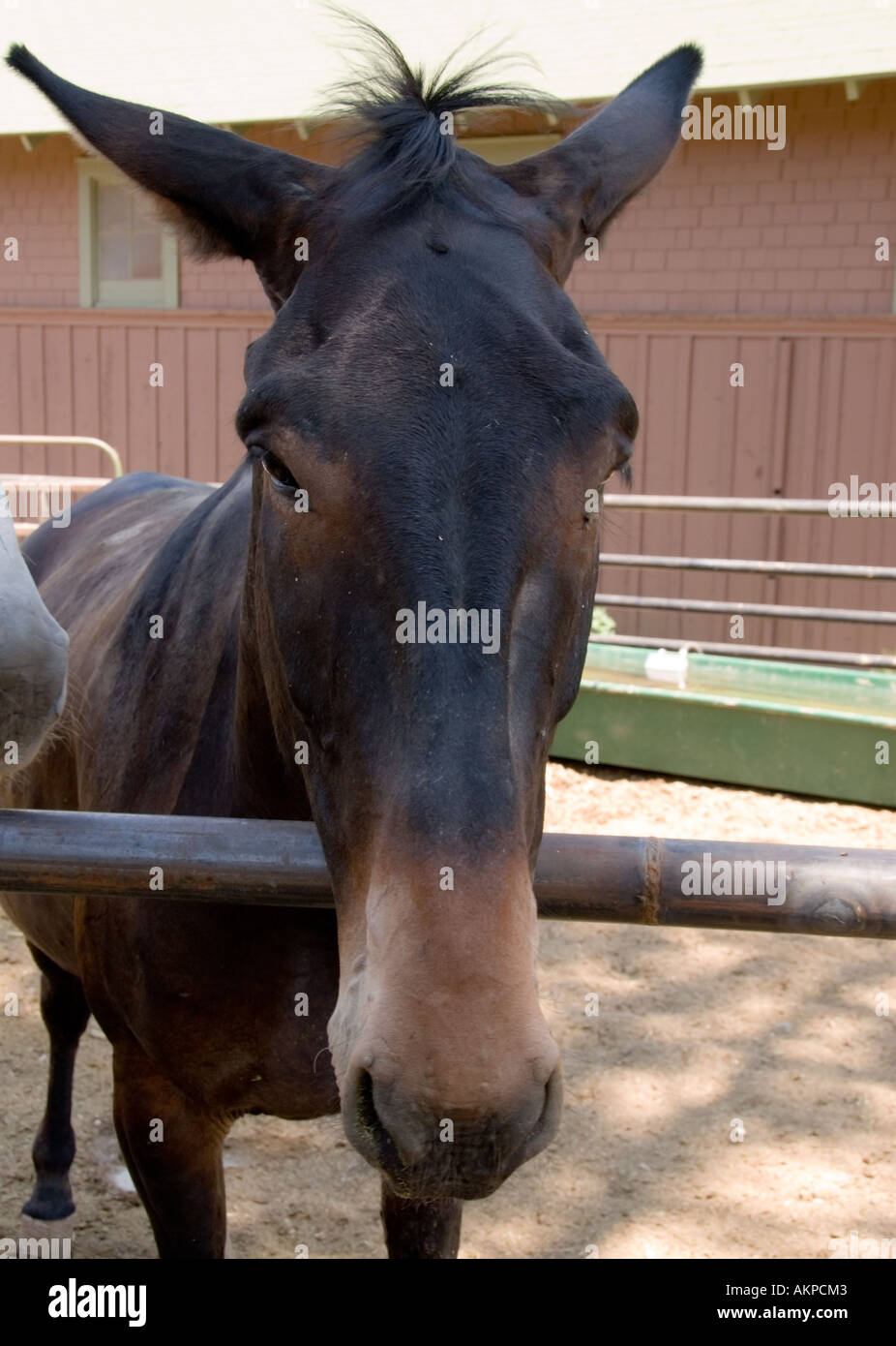 Stubborn mule hi-res stock photography and images - Alamy