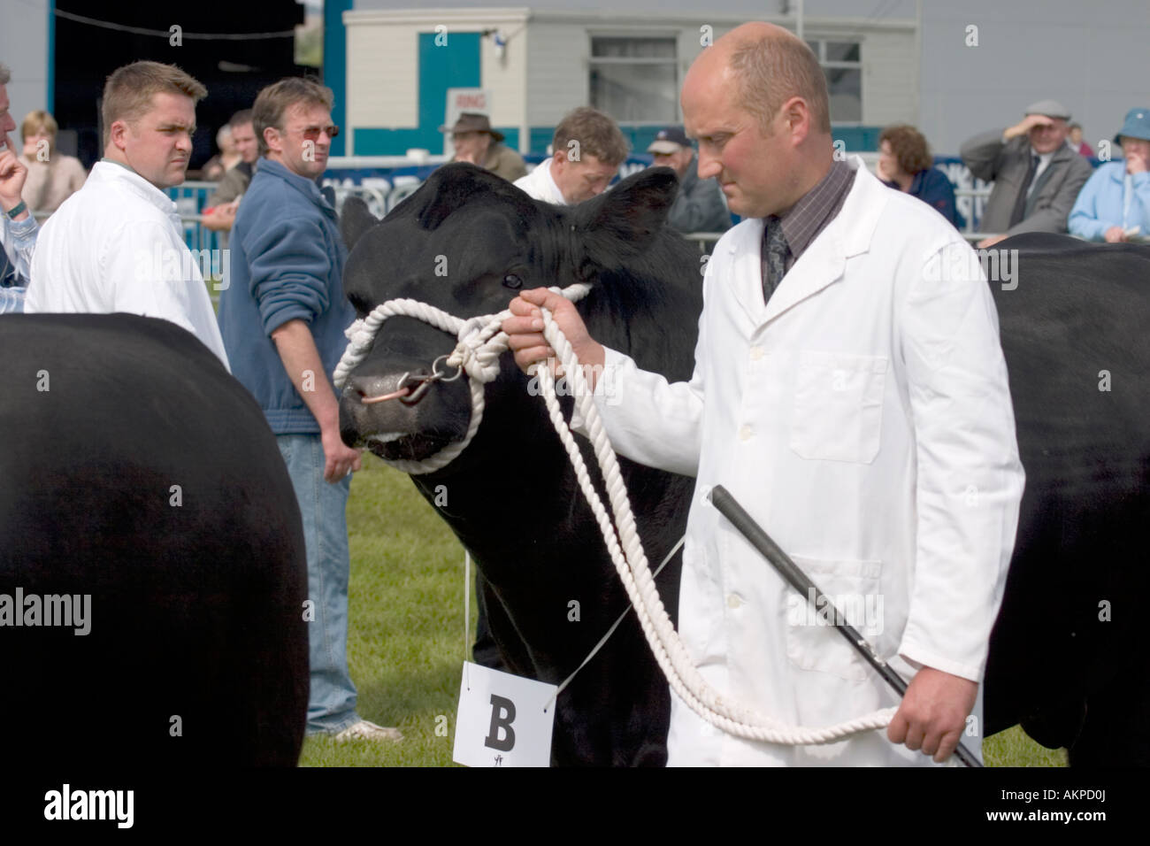 Bull being shown during Royal Highland Show at Ingilston, Edinburgh ...