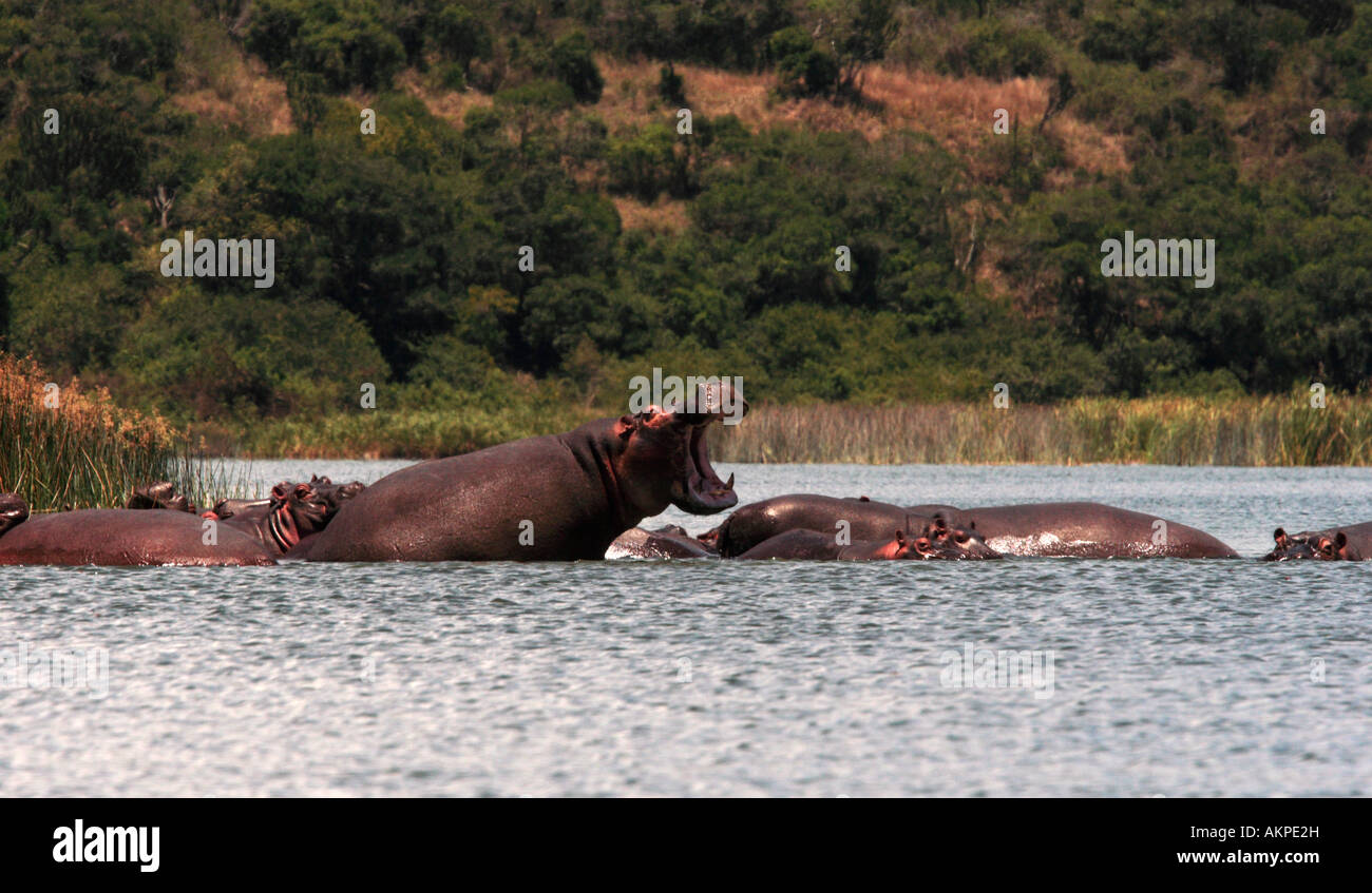 Hippo threat, Hippopotamus amphibius Stock Photo - Alamy