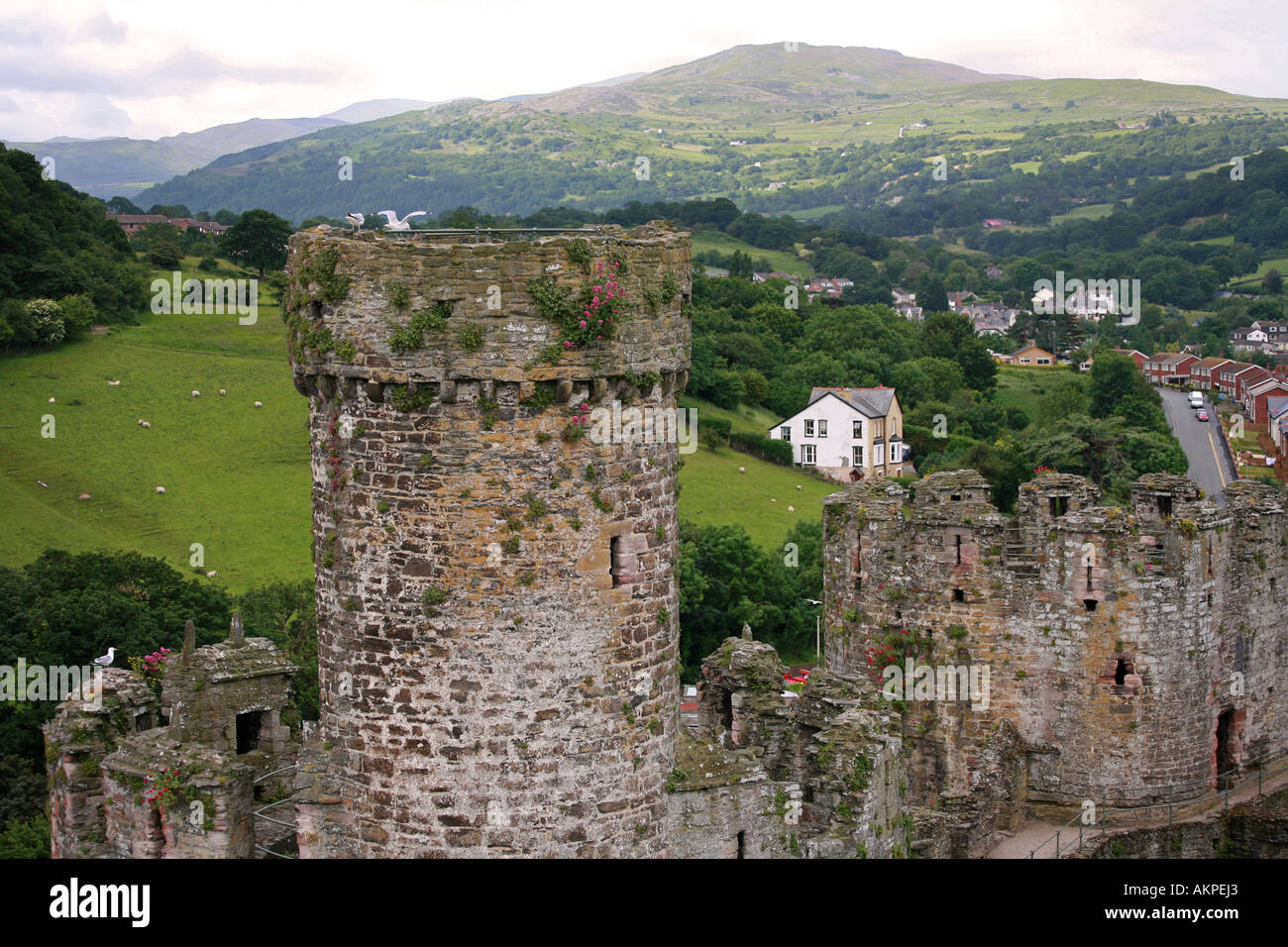 Aerial view of famous North Wales tourist attraction Conwy Castle ...