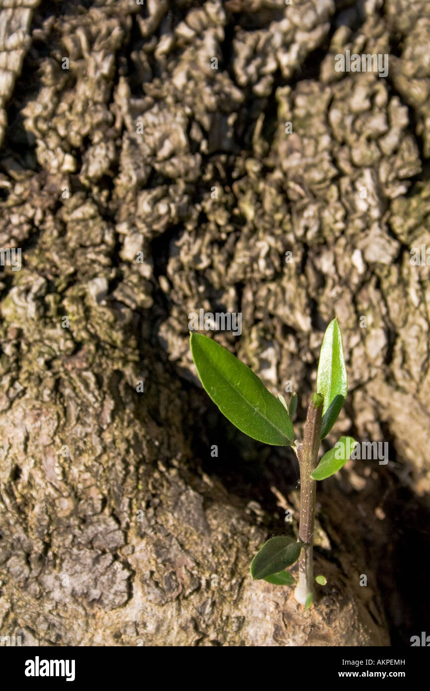 Small Olive Tree branch Stock Photo - Alamy