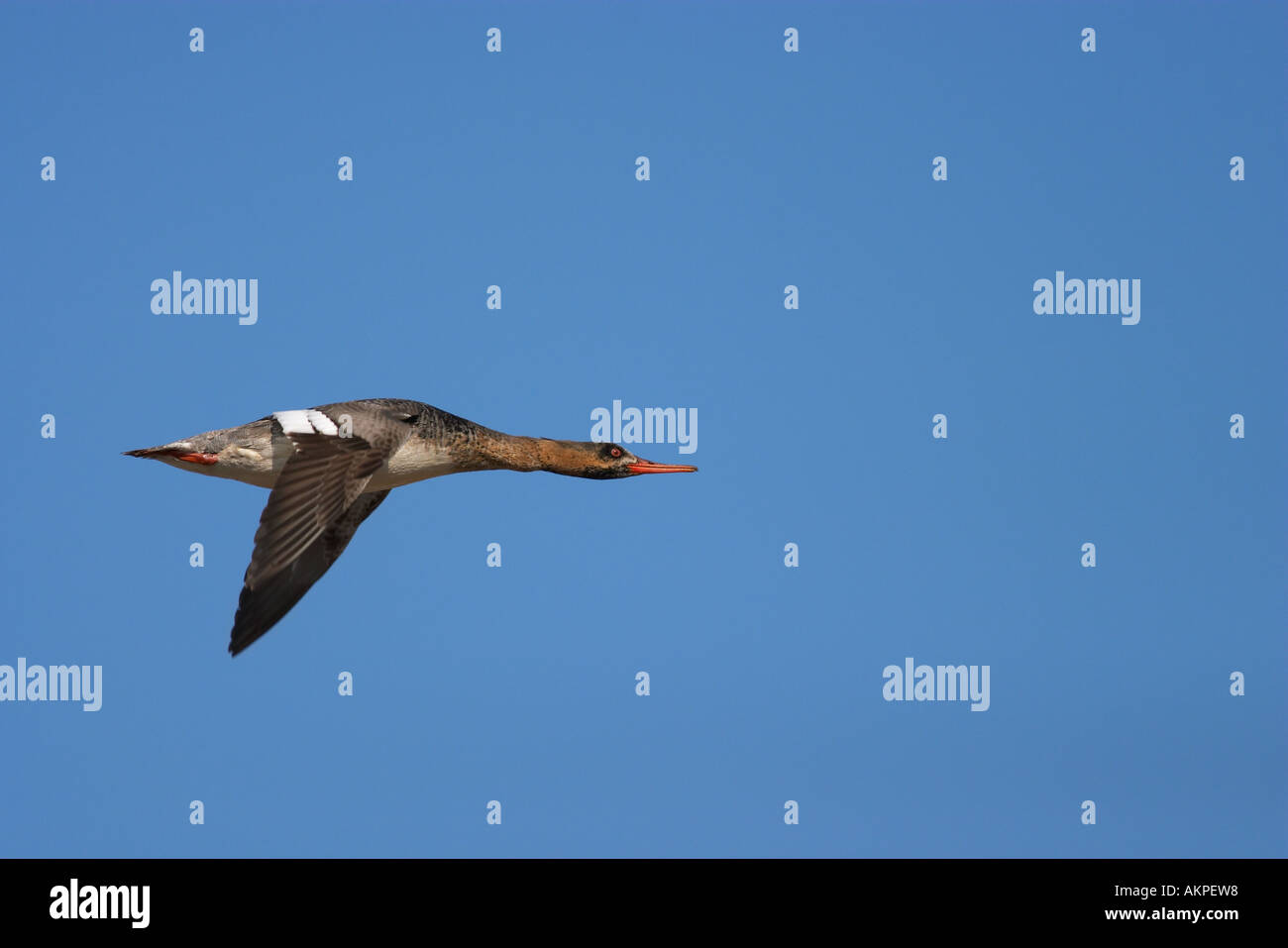 Common merganser in flight Stock Photo - Alamy