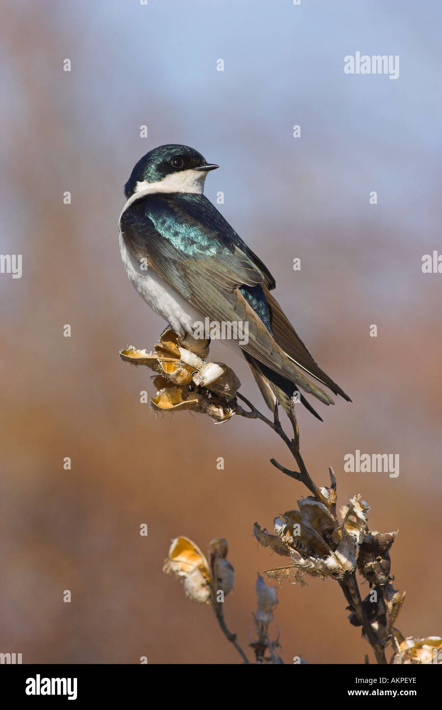 Swallow species hi-res stock photography and images - Alamy