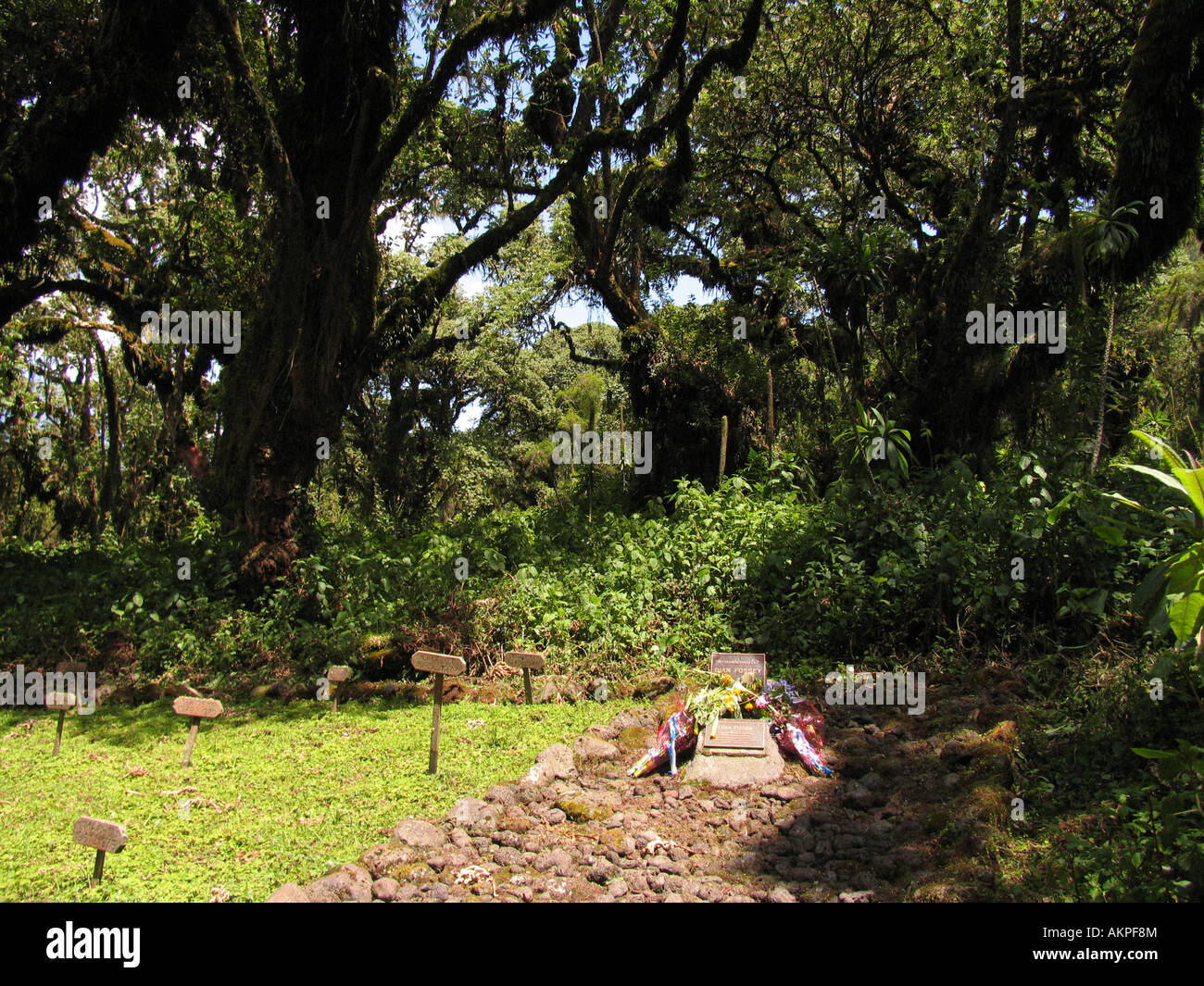 Dian fossey digit hi-res stock photography and images - Alamy