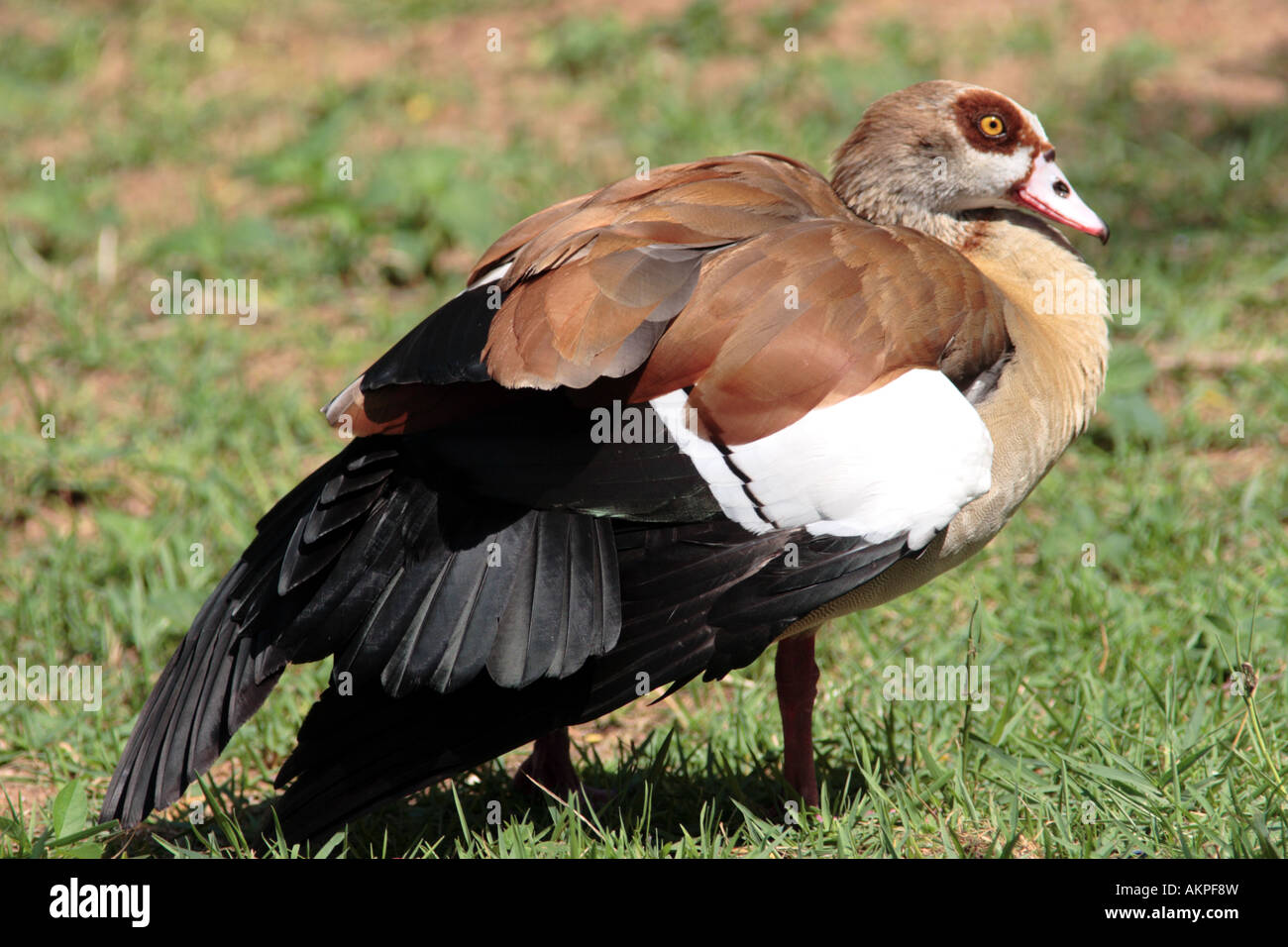 Egyptian Goose, Alopochen aegyptiacus Stock Photo - Alamy