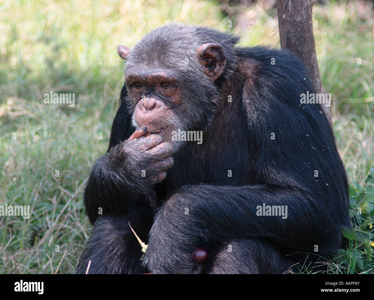 Chimpanzee Nest High Resolution Stock Photography and Images - Alamy