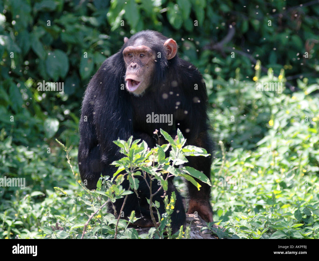 Chimp pant hooting, Pan troglodytes Stock Photo - Alamy
