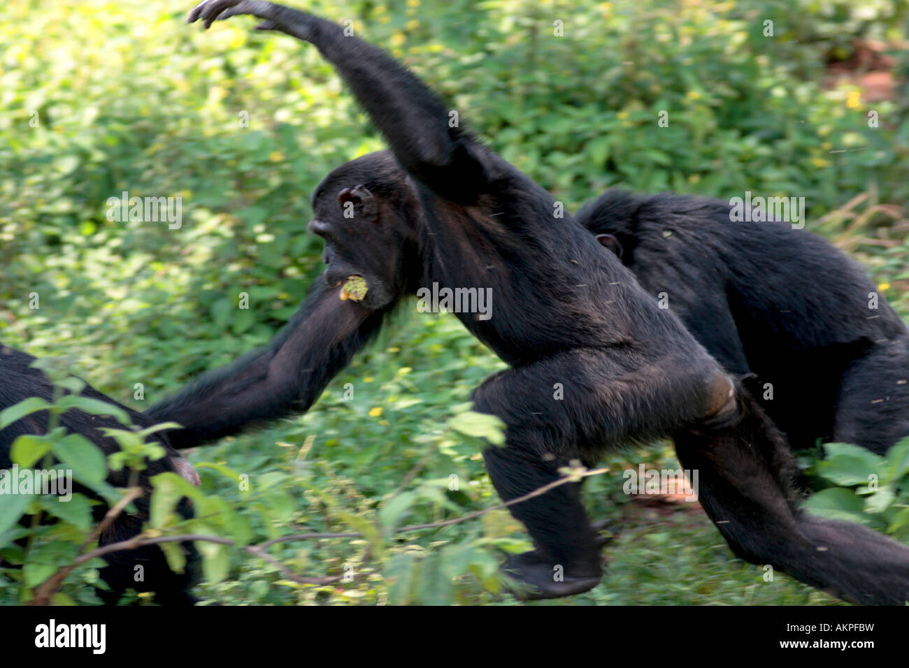 chimp violence, Pan troglodytes Stock Photo - Alamy