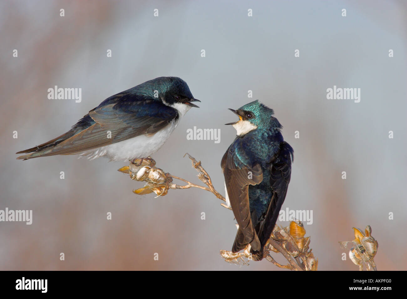 Two tree swallows talking to each other Stock Photo - Alamy