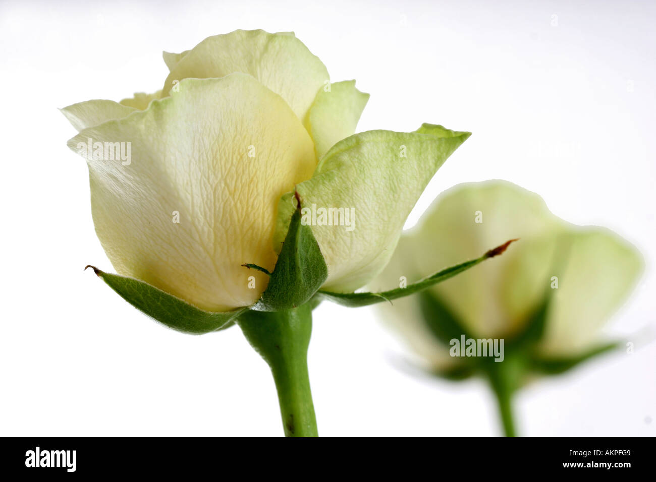 Long stem yellow roses hi-res stock photography and images - Alamy