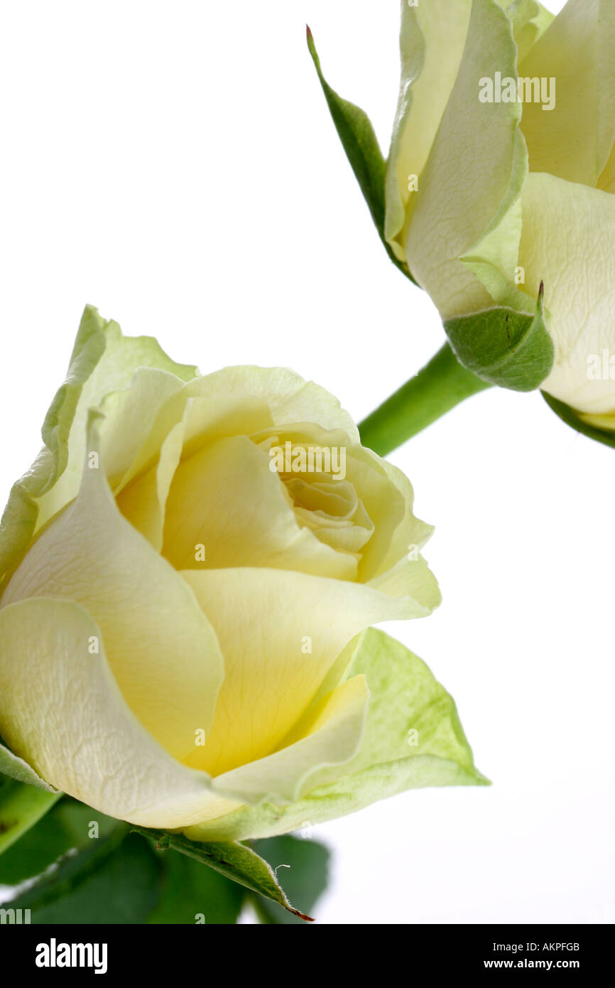 Single stemmed yellow roses Stock Photo - Alamy