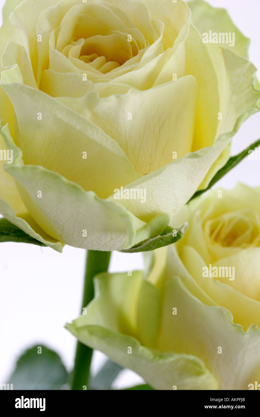 Long stem yellow roses hi-res stock photography and images - Alamy