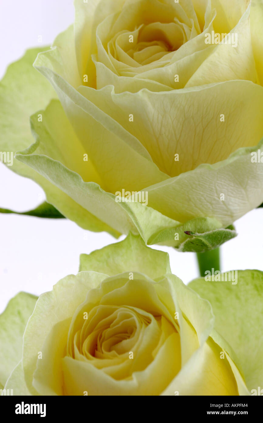 Long stemmed yellow roses hi-res stock photography and images - Alamy