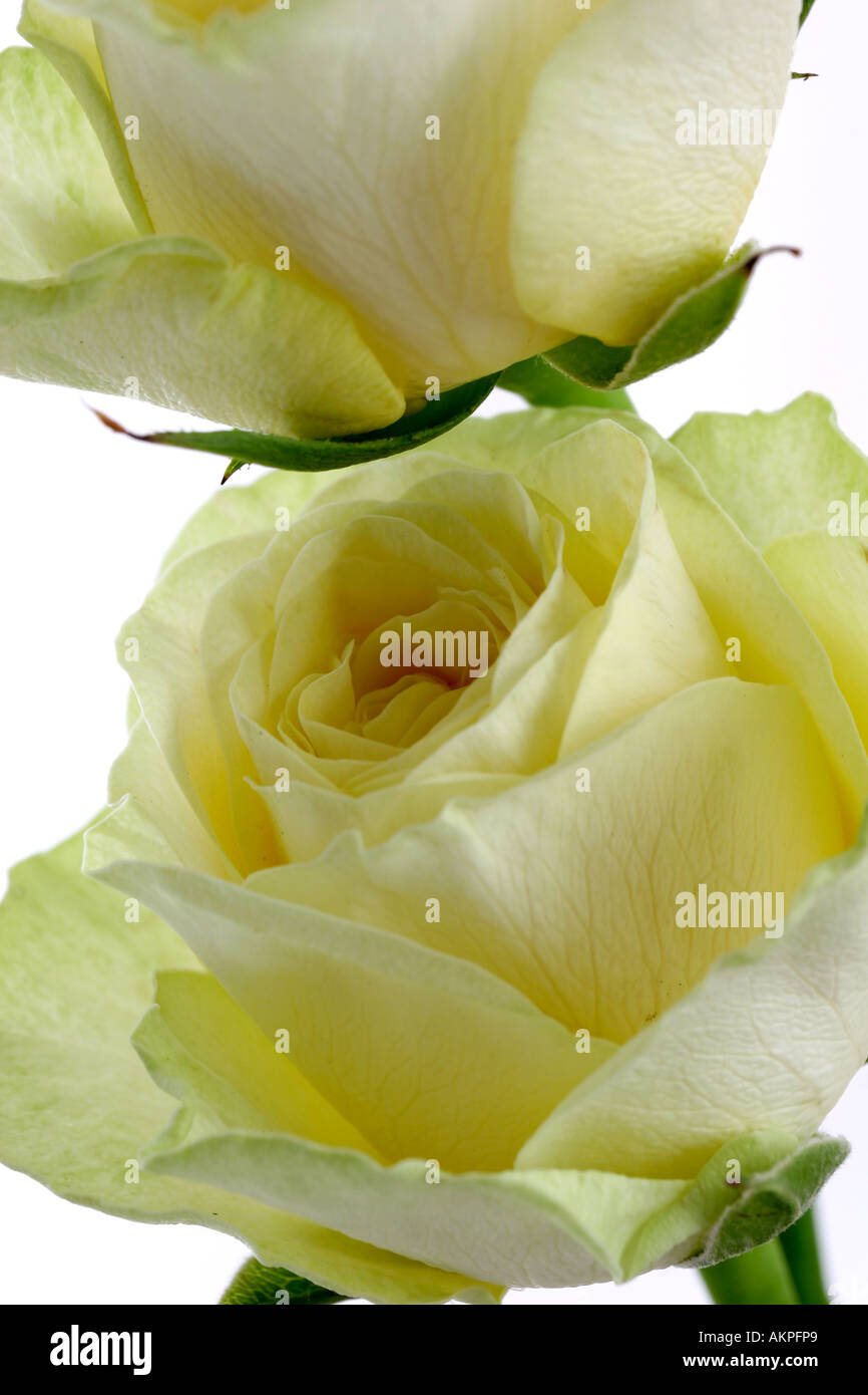 Long stem yellow roses hi-res stock photography and images - Alamy