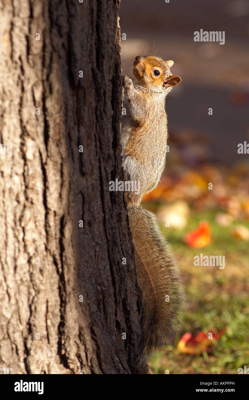 Canada, Quebec, Montreal, squirrel in a park downtown Stock Photo - Alamy