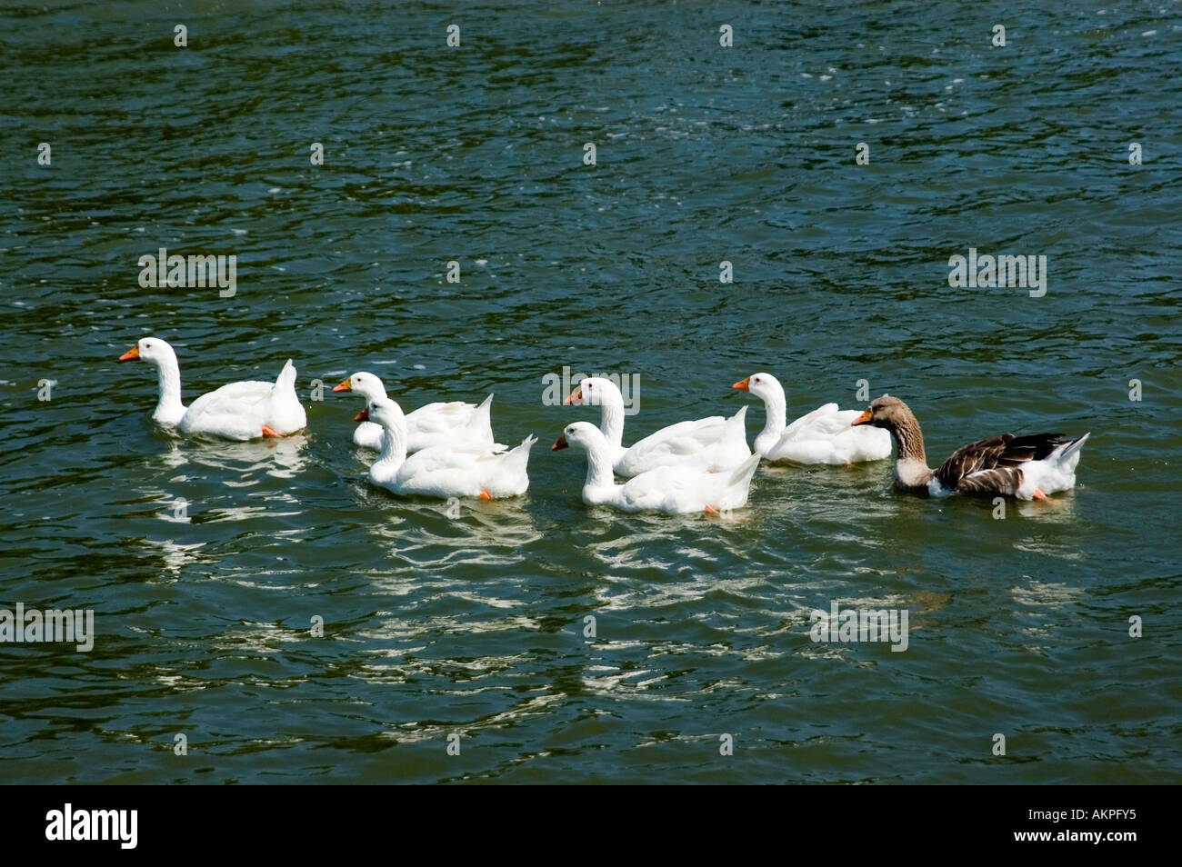 Goose Geese Bird Birds Netherlands Stock Photo - Alamy