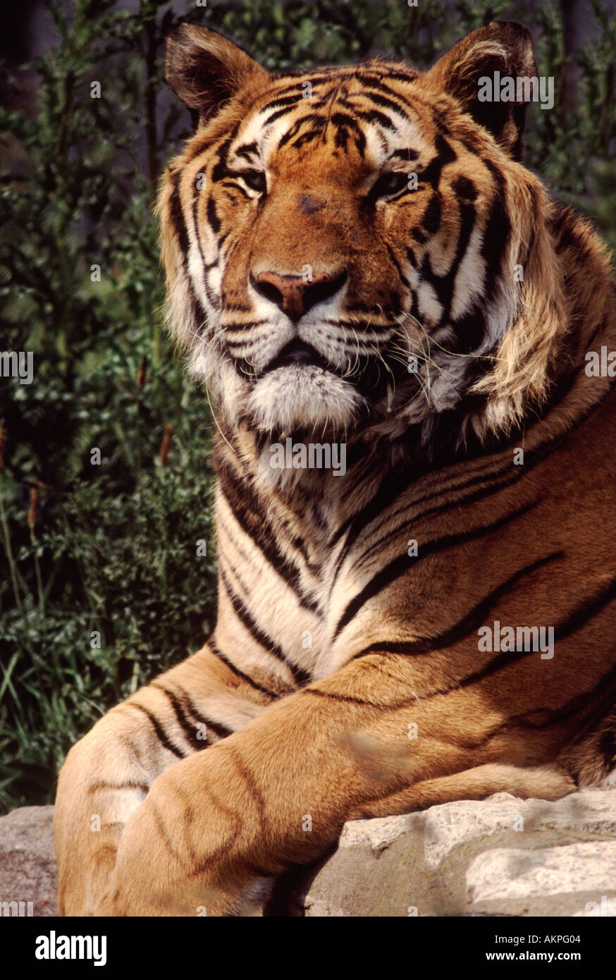 Tiger Howletts Zoo Kent England UK Stock Photo - Alamy