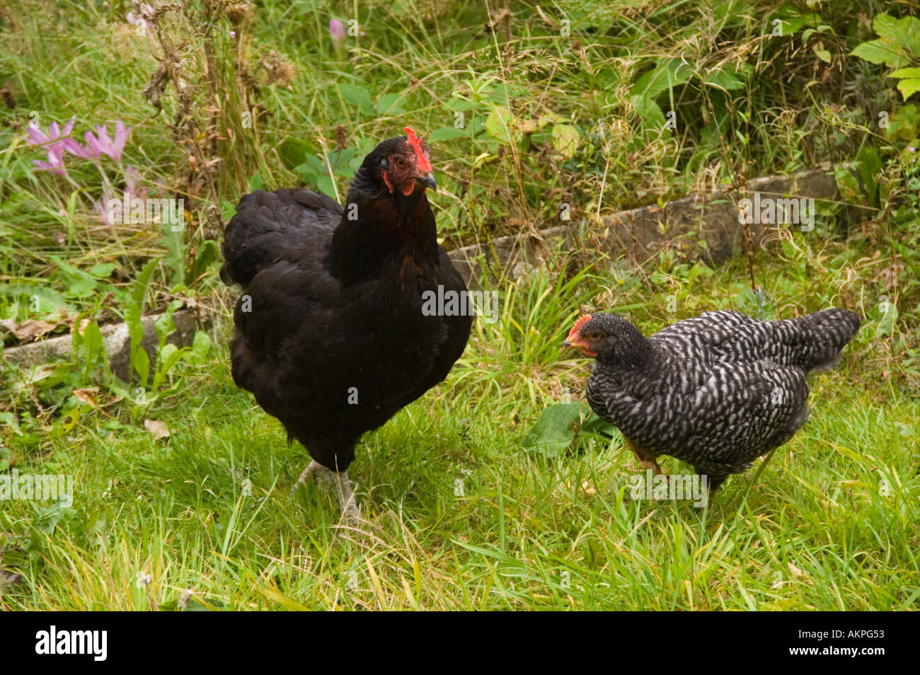 Domestic poultry keeping hen and half grown chick or pullet, poussin ...
