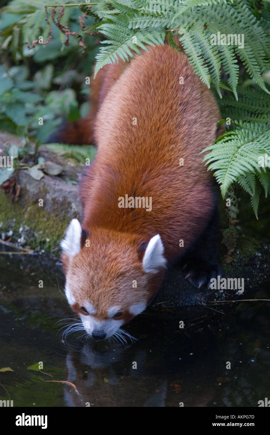 Panda drinking water hi-res stock photography and images - Alamy