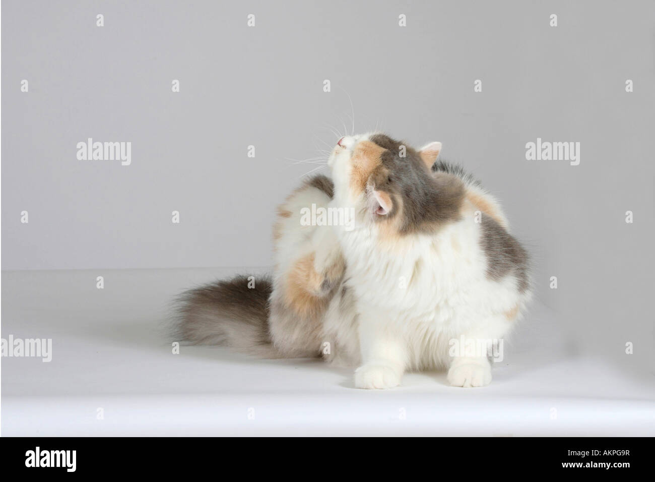British Longhair Cat blue cream white Highlander Lowlander Britanica ...