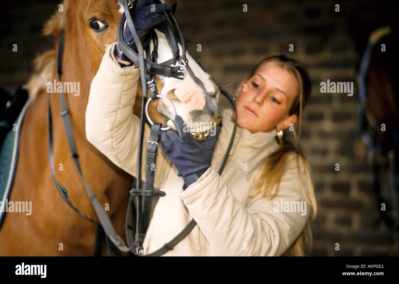 Putting a bridle on a horse hi-res stock photography and images - Alamy