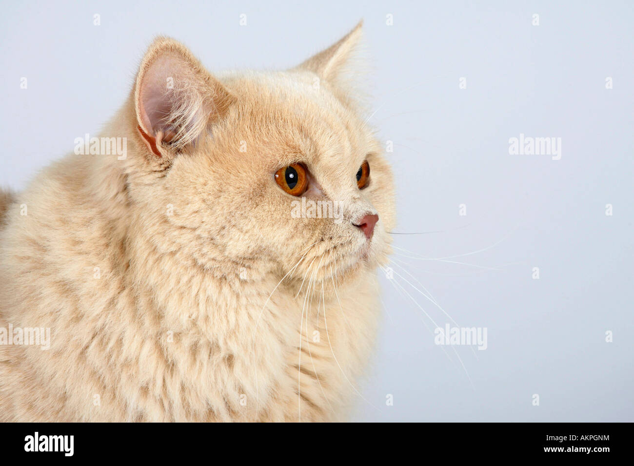 British Longhair Cat tomcat cream Highlander Lowlander Britanica Stock ...