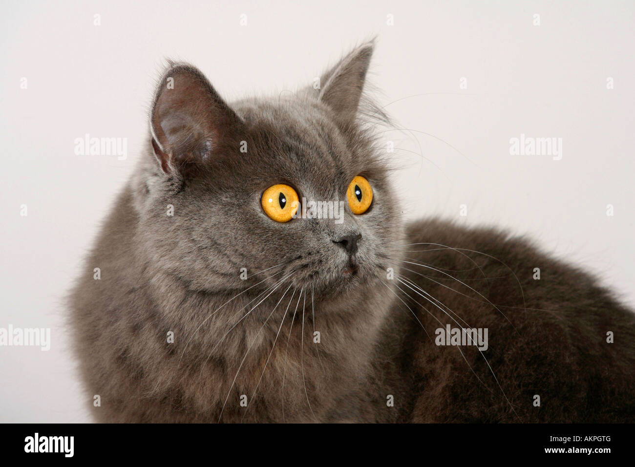 British Longhair Cat blue Highlander Lowlander Britanica Stock Photo ...