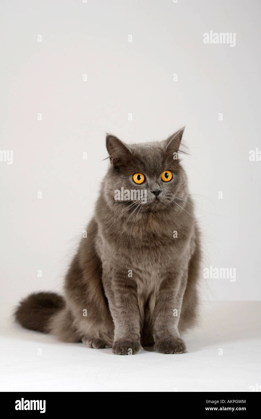 British blue cat hi-res stock photography and images - Alamy