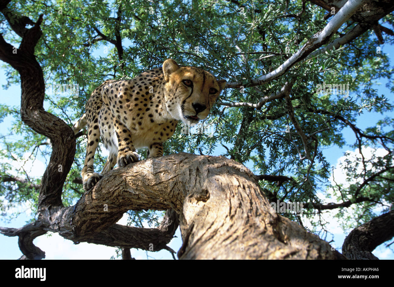 cheetah in his playtree Stock Photo - Alamy