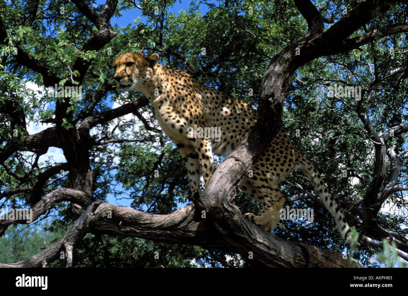 Ancinonyx hi-res stock photography and images - Alamy