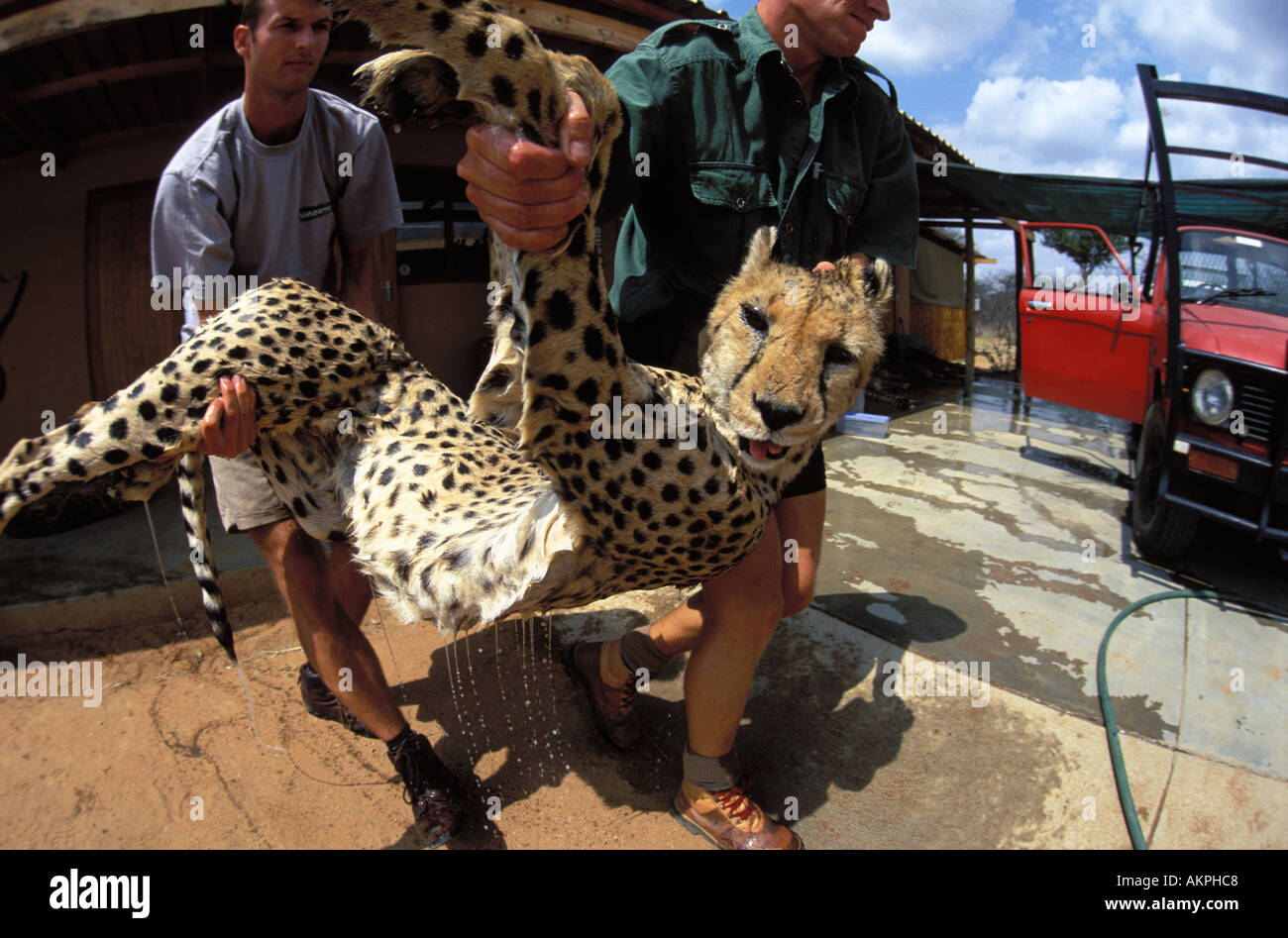 medical check up of cheetahs at Africat Stock Photo - Alamy