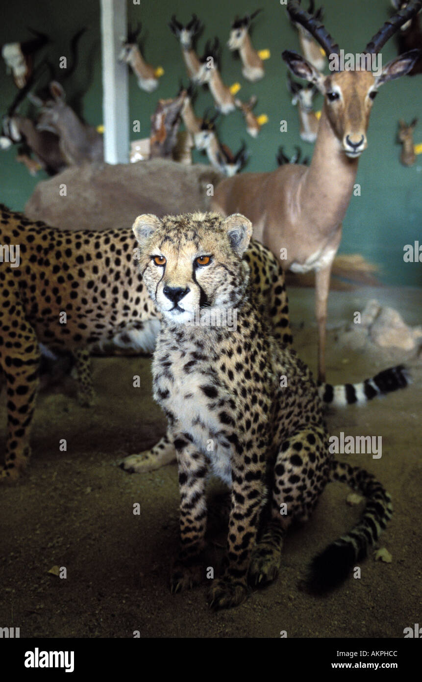 Trophy hunting africa hi-res stock photography and images - Alamy
