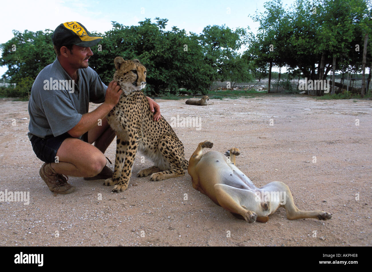 Tame cheetah hi-res stock photography and images - Alamy