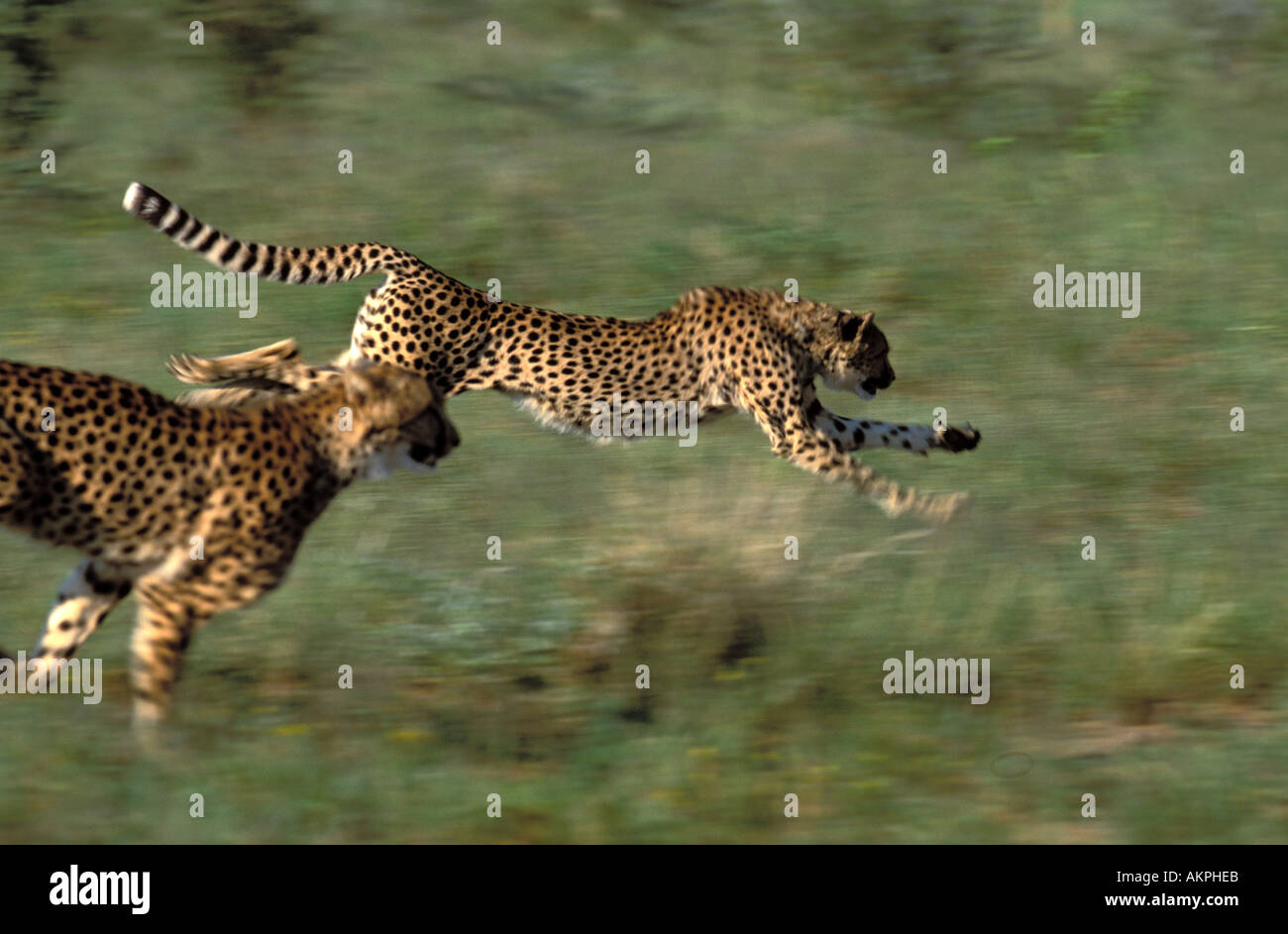 Cheetah running grass hi-res stock photography and images - Alamy