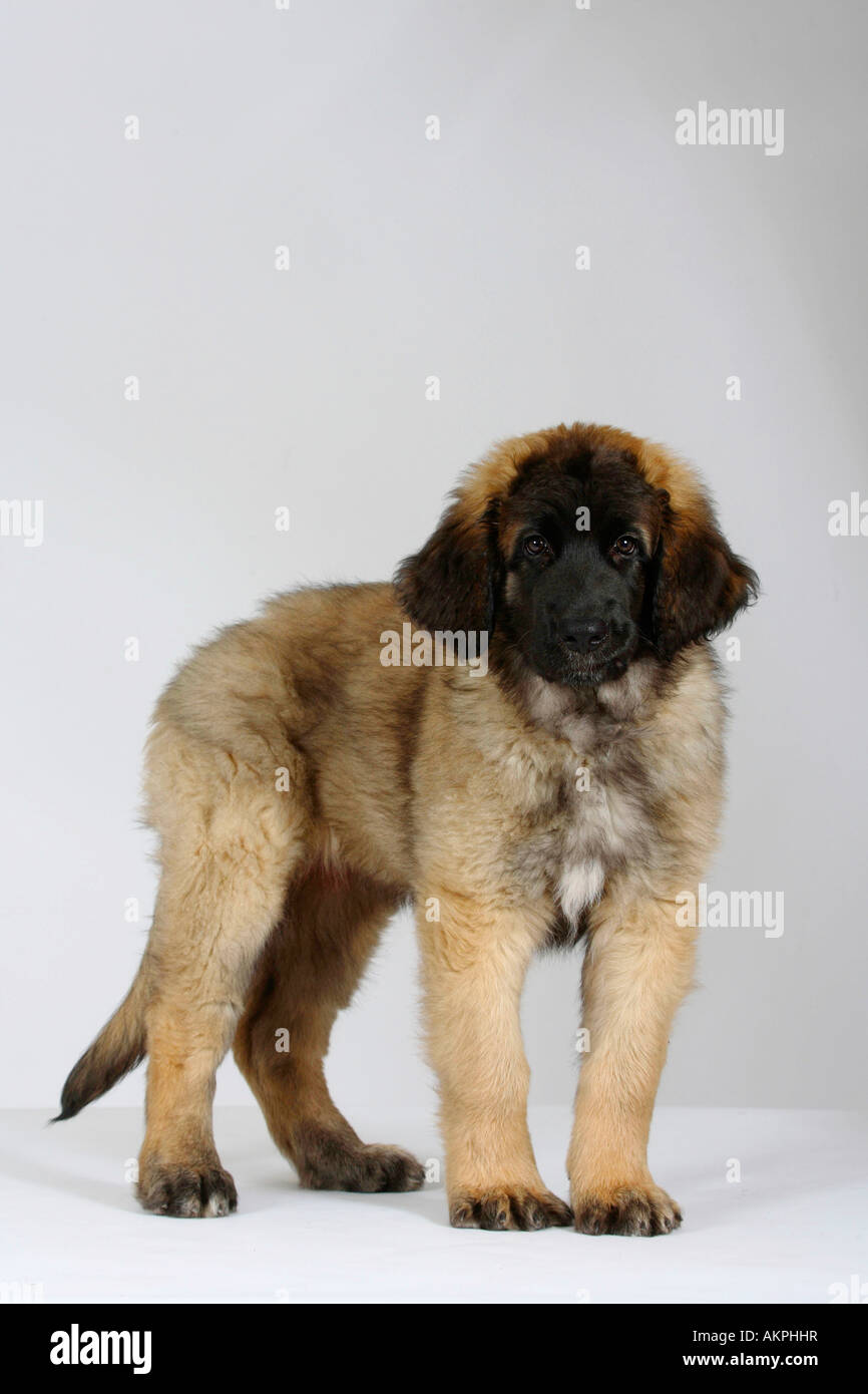 Leonberger hi-res stock photography and images - Alamy