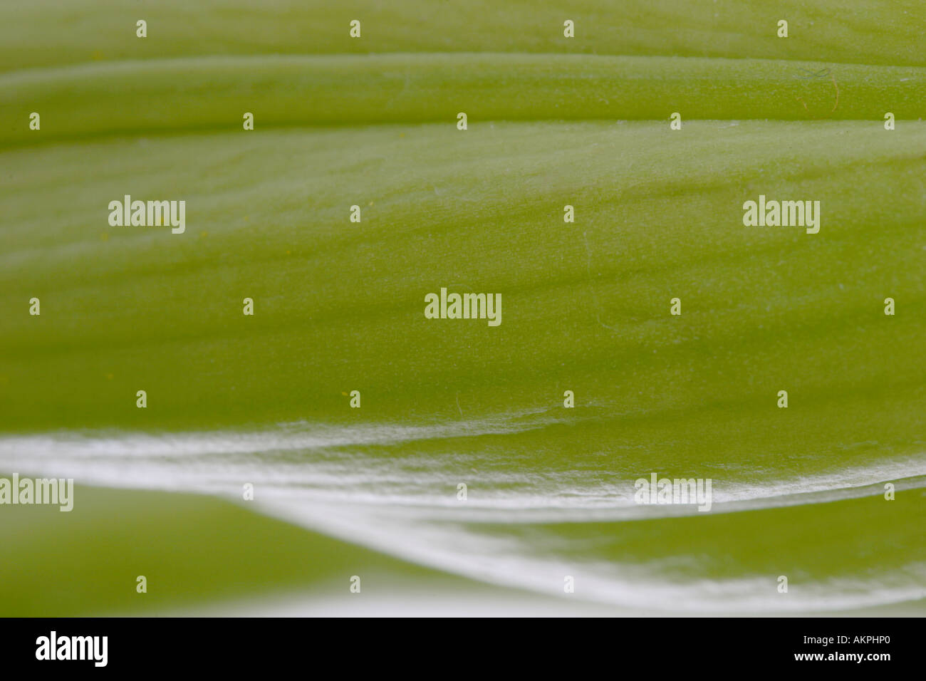 Oriental Arum Lily buds Stock Photo - Alamy