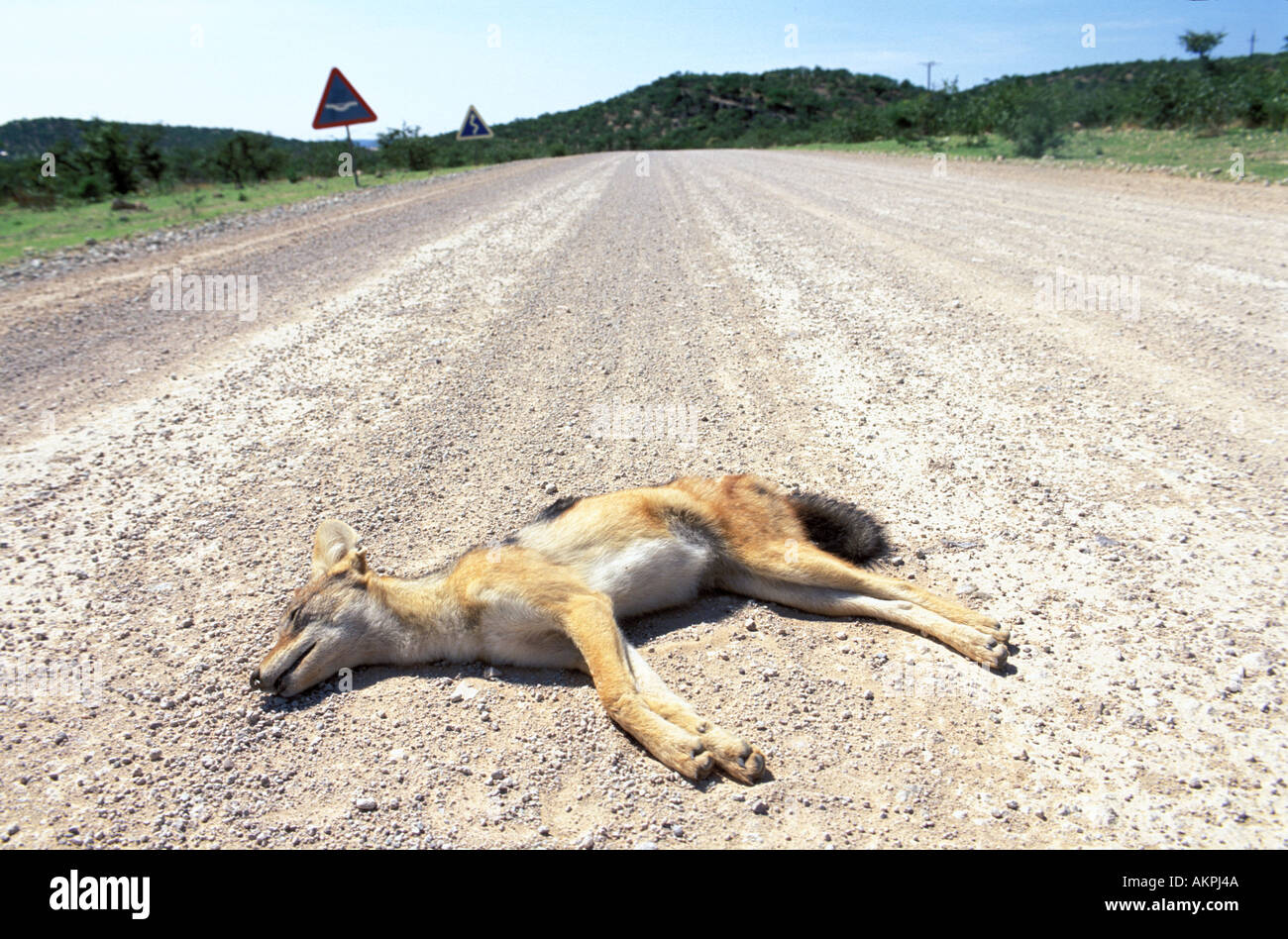 Etosha NP dead blackbacked jackal Stock Photo - Alamy