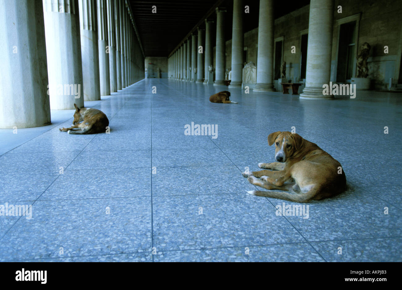 Athens dogs in the renovated Stoa Stock Photo - Alamy