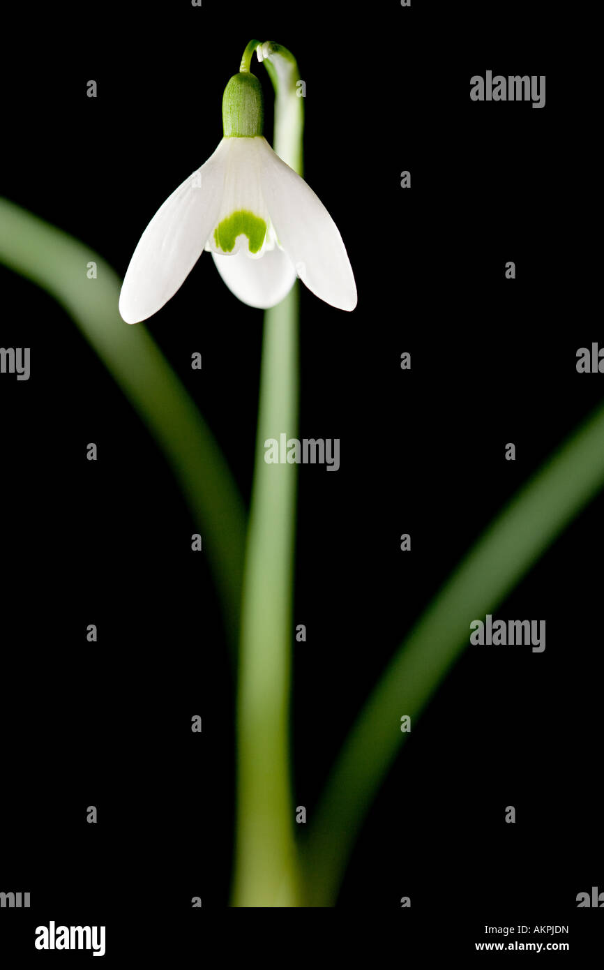 Snowdrop Cutout High Resolution Stock Photography and Images - Alamy