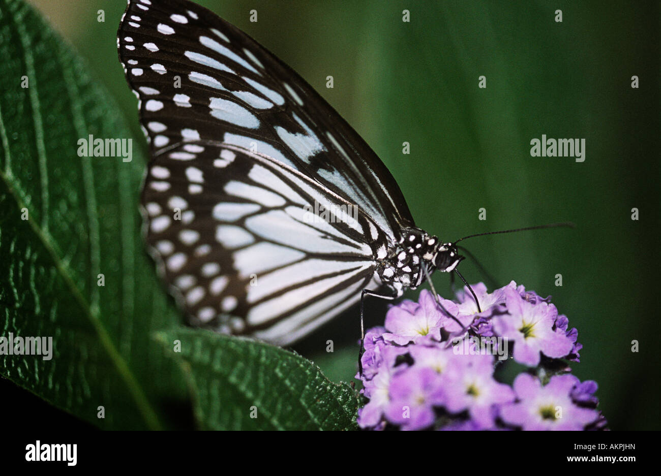 Winged inse hi-res stock photography and images - Alamy