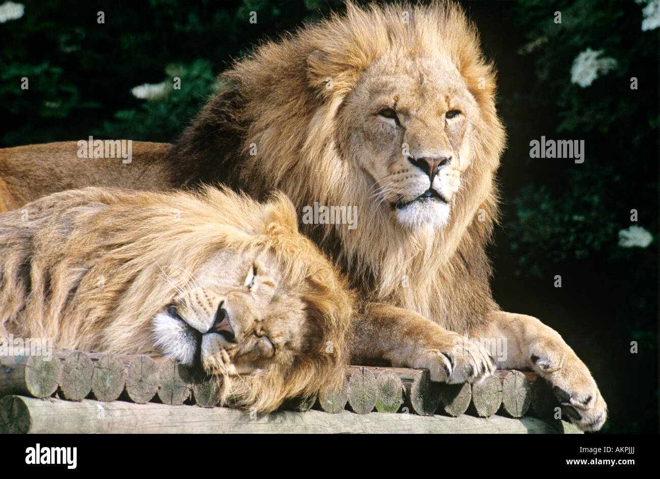 Lions anatomy hi-res stock photography and images - Alamy