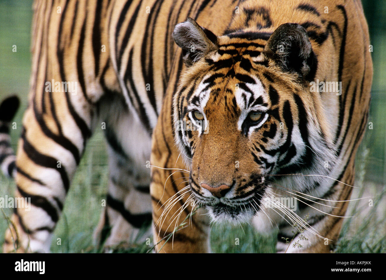 Tiger anatomy hi-res stock photography and images - Alamy