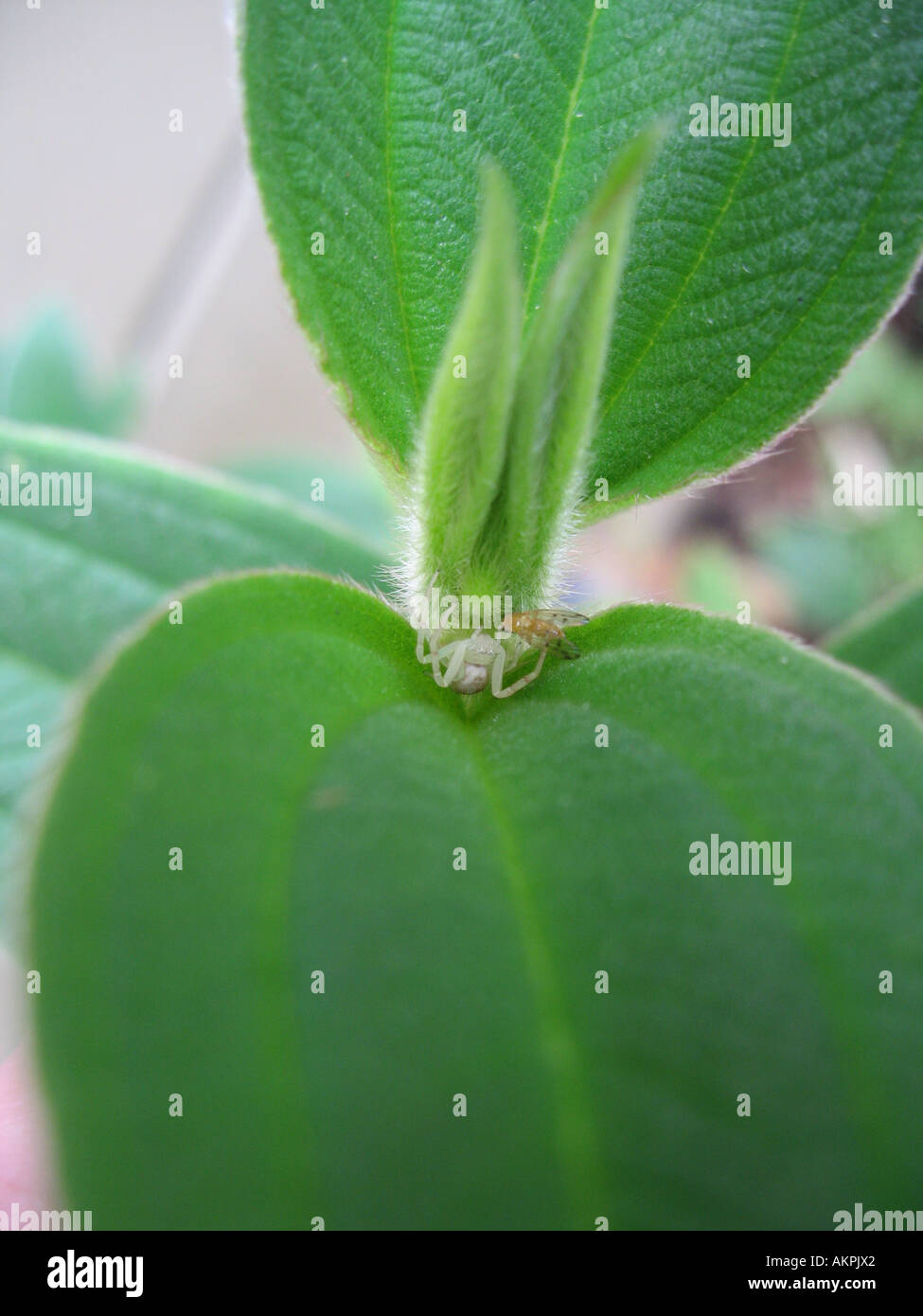 Find the spider Stock Photo - Alamy