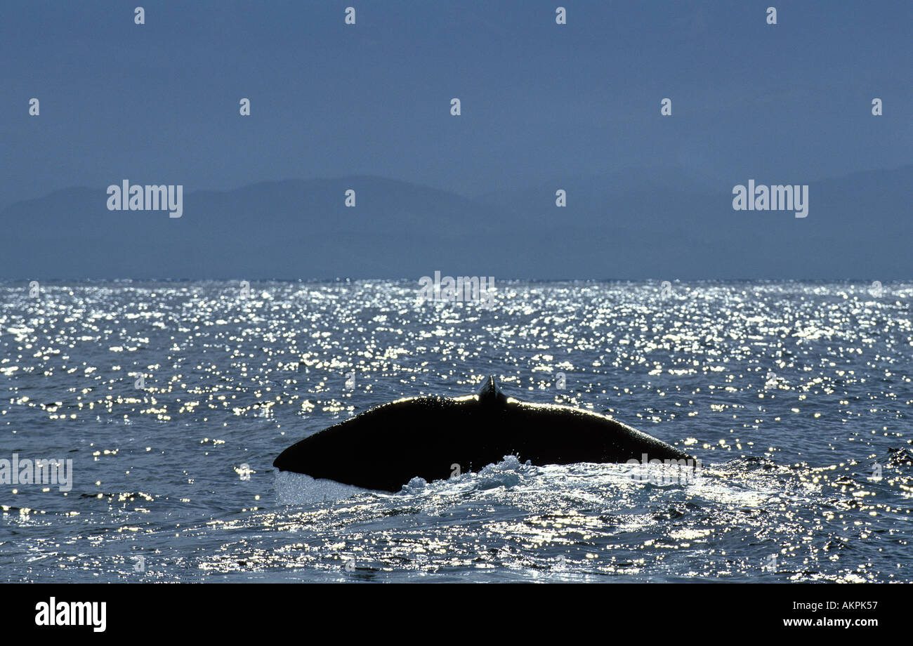 Kaikoura a sperm whale diving 1st of a 8 picture sequence Stock Photo ...
