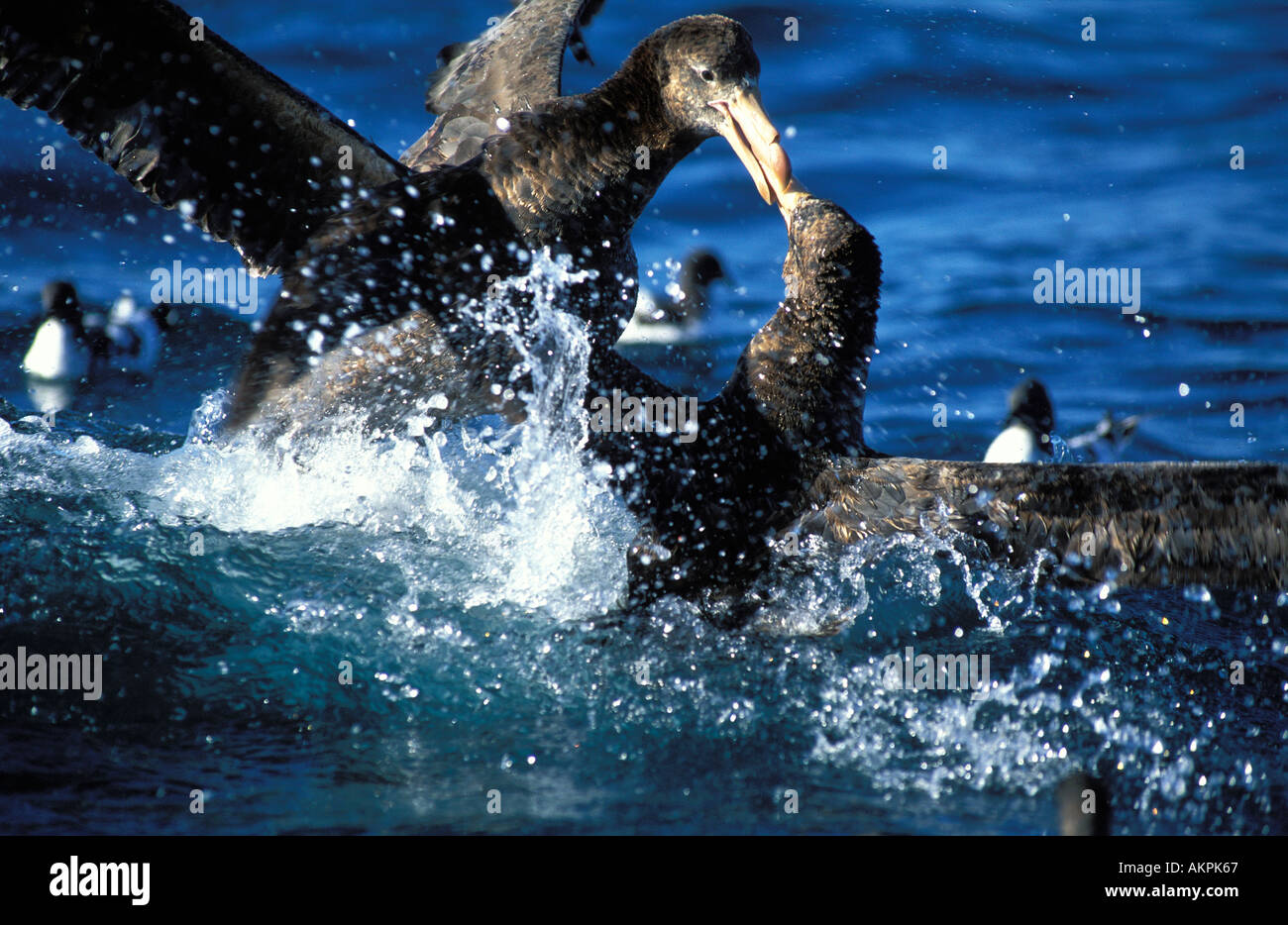 Fighting albatross hi-res stock photography and images - Alamy