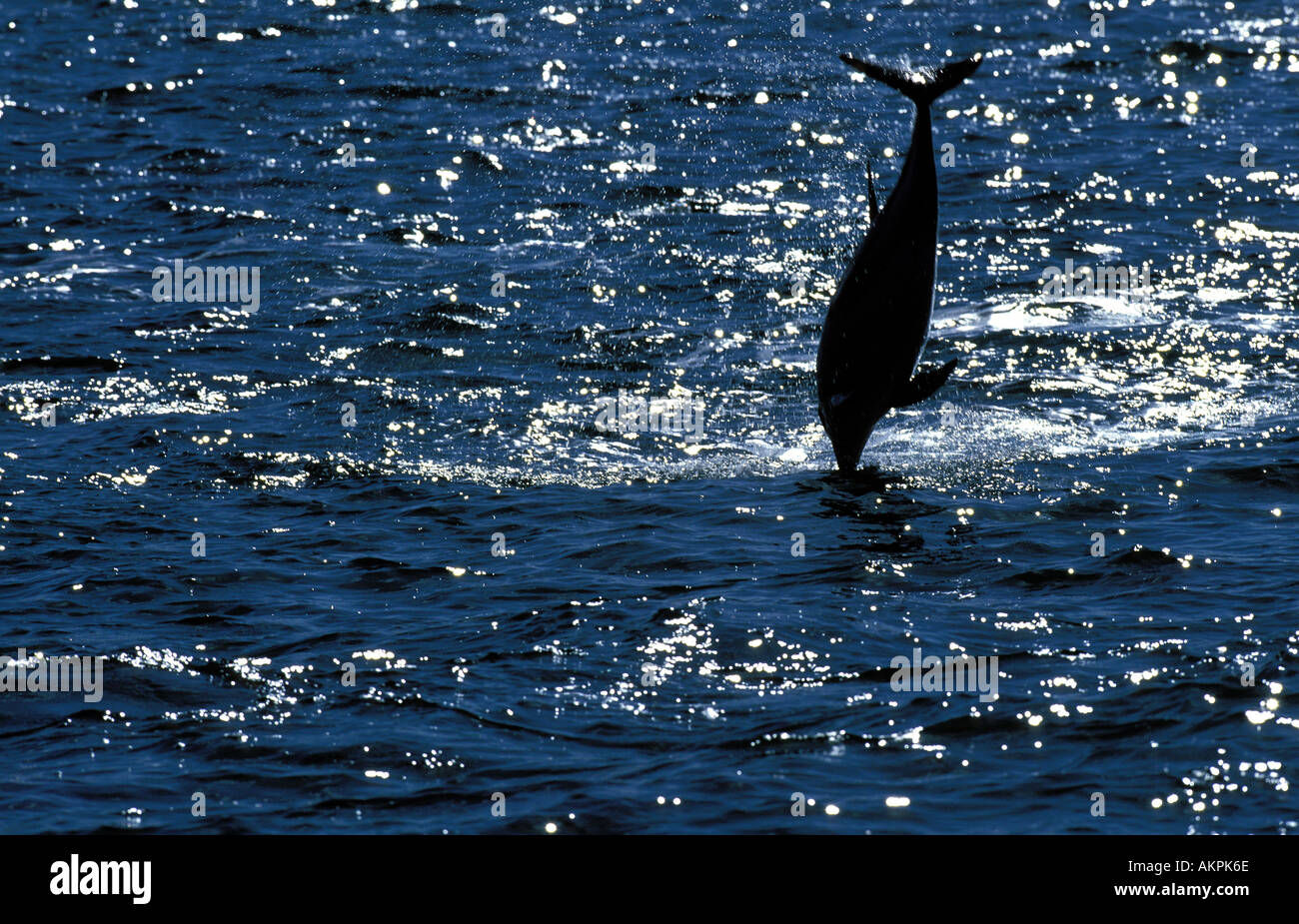 Kaikoura a dusky dolphin jumping Stock Photo - Alamy