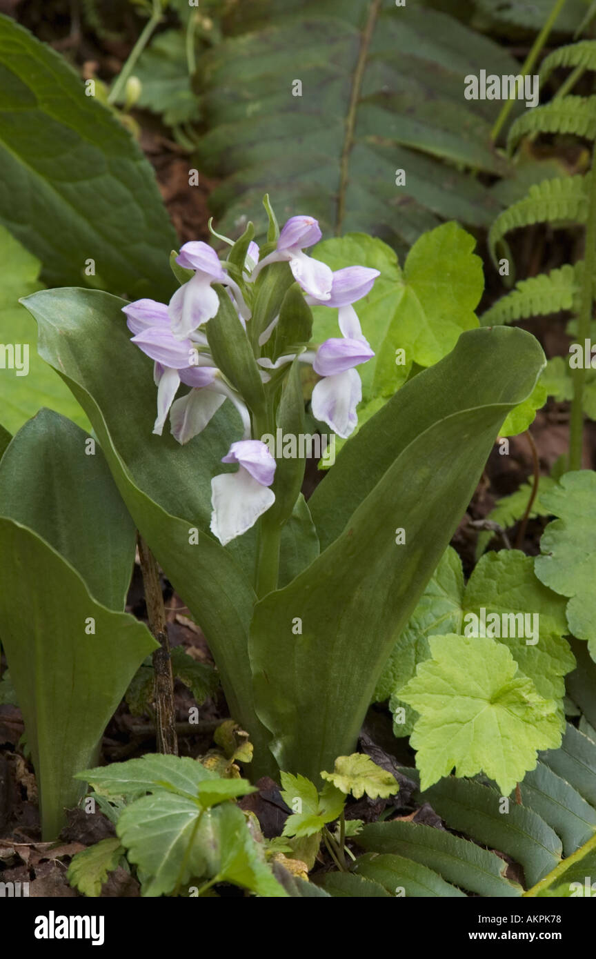 Showy orchis hi-res stock photography and images - Alamy