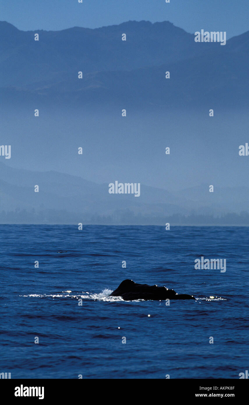 Kaikoura a sperm whale diving 1st of a 8 picture sequence Stock Photo ...