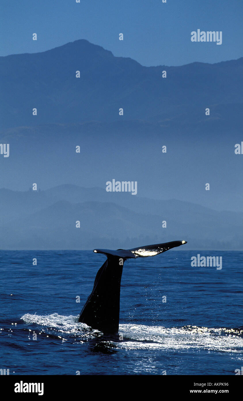 Kaikoura a sperm whale diving 5th of a 8 picture sequence Stock Photo ...